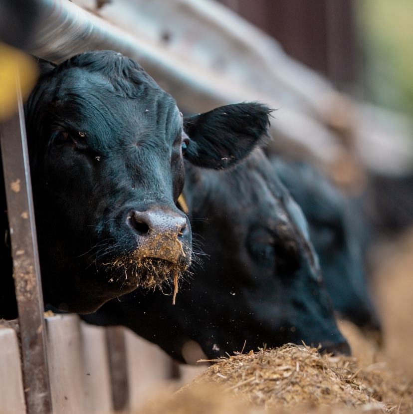 Receiving Cattle Right: Strategies to Manage Risk and Improve ...